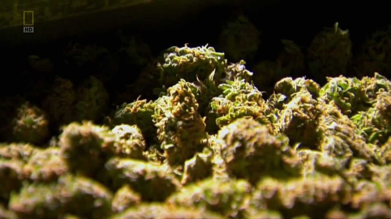 Super Weed: A Fascinating Look at Marijuana's Science
